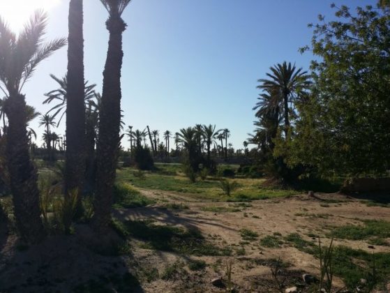 Centenares de palmeras se alzan en el Palmeral